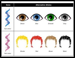 DIVERSITY “NATURAL SELECTION” ARE FUNCTIONS OF DNA (ALLELES ...