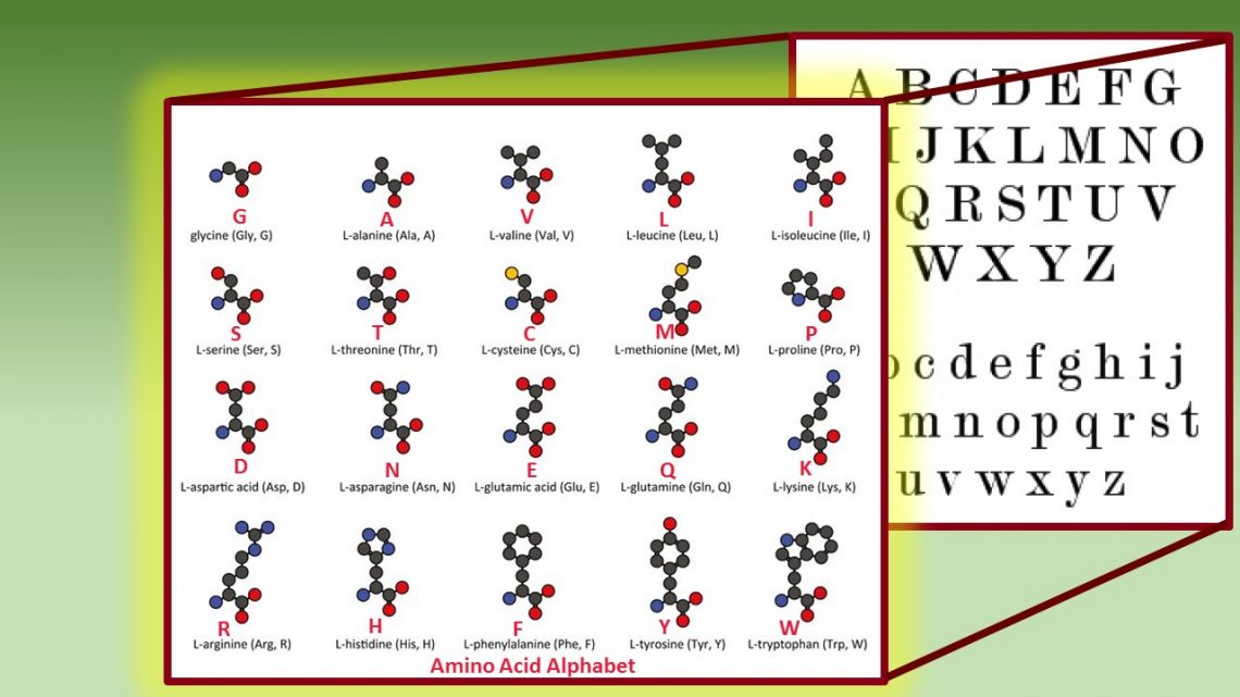 AMINO ACIDS ALPHABET ASSEMBLES PROTEIN CHAINS – Evolution is a Myth