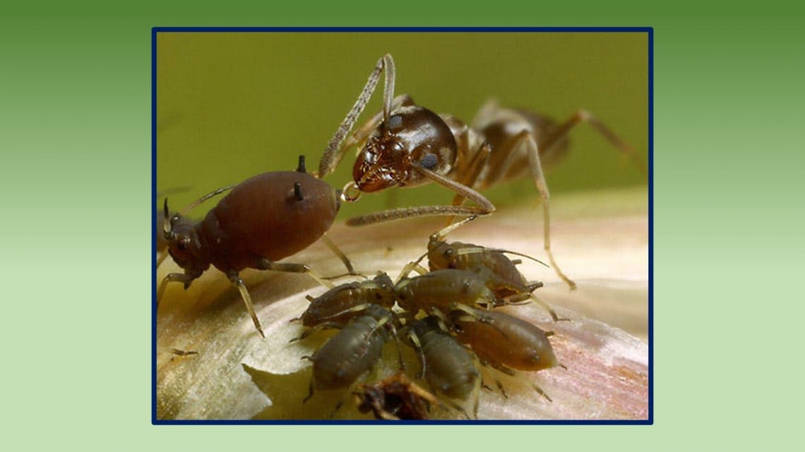 ANTS ‘FARM’ APHIDS – Evolution is a Myth
