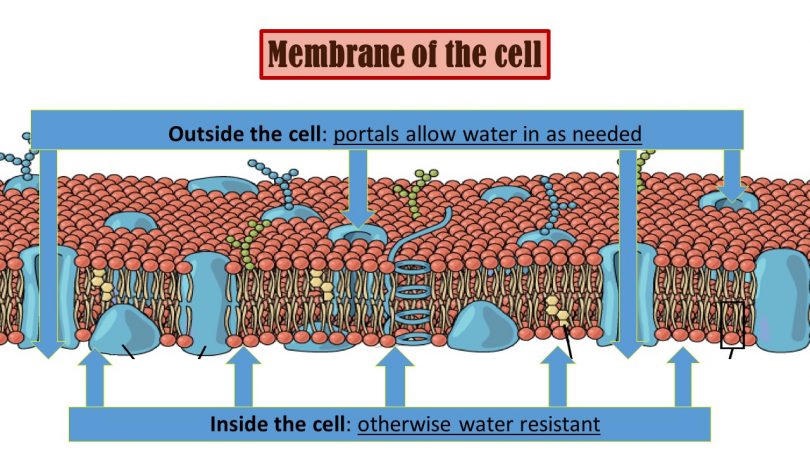 WATER PARADOX: WATER NEEDED FOR CELLS YET WATER DESTROYS LIVING THINGS ...