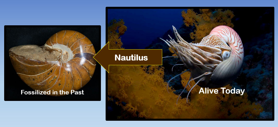 LIVING FOSSILS! 99% OF ALL ORGANISMS FOUND AS FOSSILS ARE STILL ALIVE ...