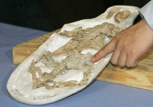 SMALL DINOSAUR IN THE STOMACH OF A MAMMAL – Evolution is a Myth