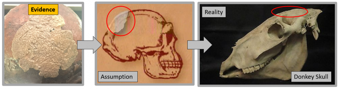 ORCE MAN WAS A DONKEY SKULL – Evolution is a Myth