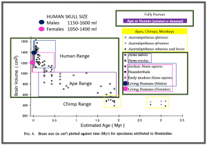 SKULL SIZE HELPS DETERMINES HUMAN EVOLUTION AND INTELLIGENCE OF ...