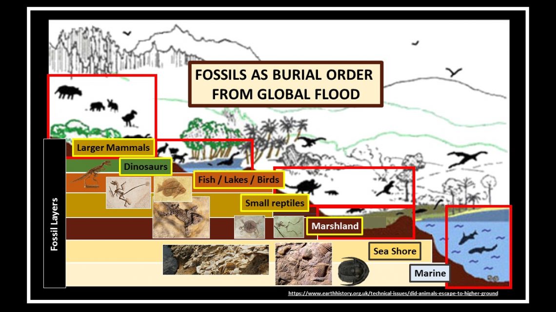 FOSSIL RECORD IS A BURIAL ORDER– HOW LONG IT TOOK IS DEBATED ...