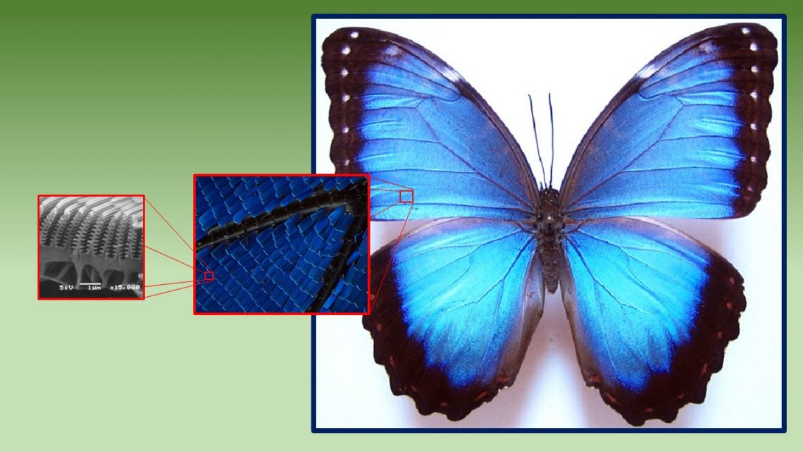 BUTTERFLY WINGS DETERMINED TO USE REFLECTIVE COLOR – Evolution is a Myth