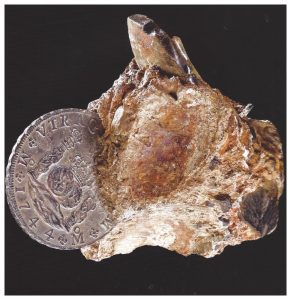 JELLY FISH FOSSILS EVIDENCE OF RAPID PROCESSES – Evolution is a Myth