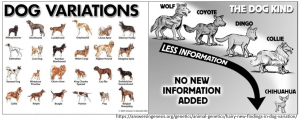 DOGS EVOLUTION? DOGS BREED MORE DOGS- NOT NEW SPECIES – Evolution is a Myth