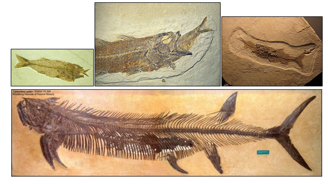 FISH SWALLOWING THEIR DINNER ARE EVIDENCE OF SUDDEN BURIALS – Evolution ...