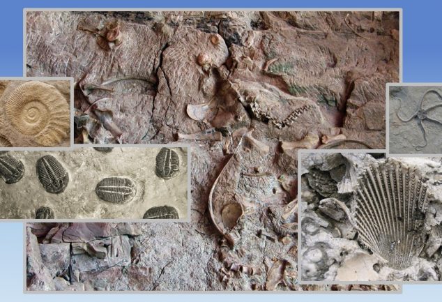 Global Flood – Evolution is a Myth