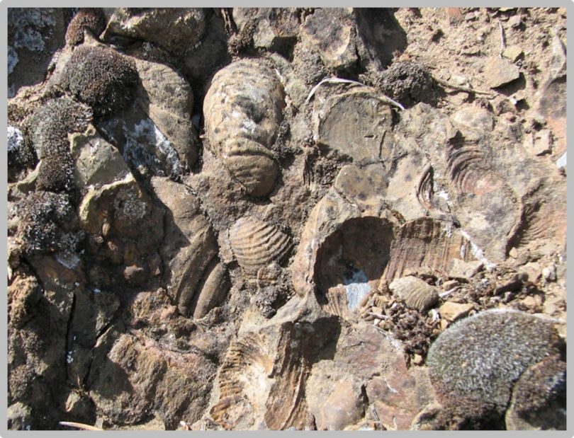 95% OF ALL FOSSILS ARE MARINE – Evolution is a Myth