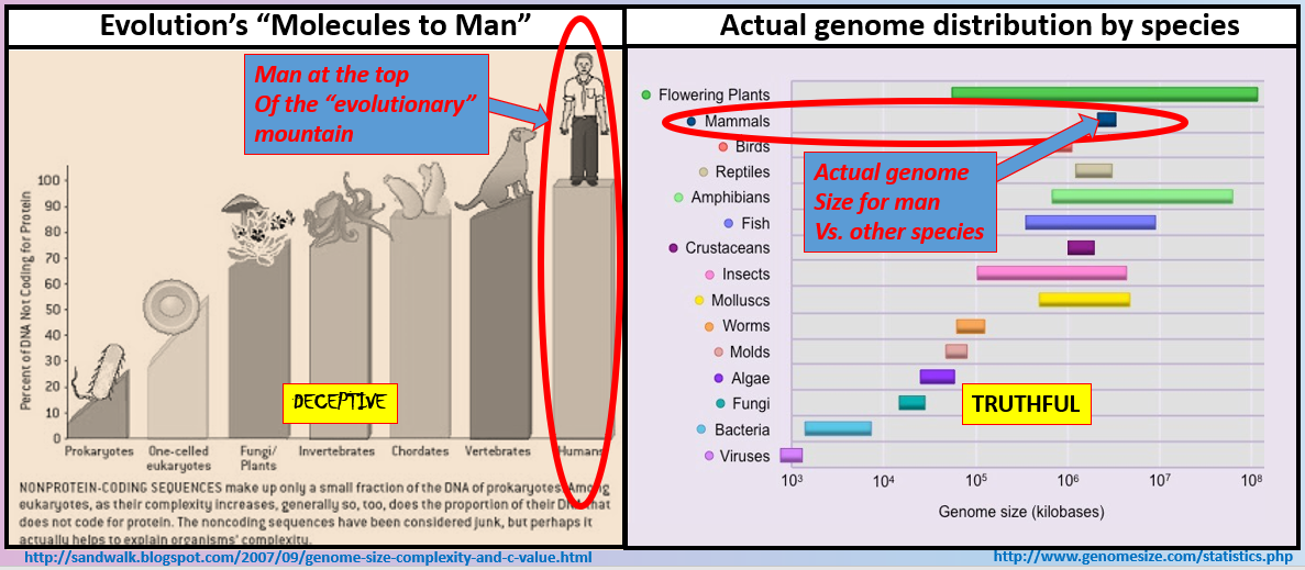 TEXTBOOK DIAGRAMS OF GENOME DISTRIBUTION ARE DECEPTIVE – Evolution is a ...
