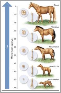 LINE UP THEM BONES FOR THE HORSE EVOLUTION STORY… – Evolution is a Myth