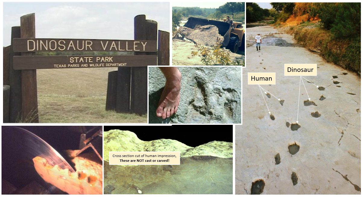 HUMAN AND DINOSAUR FOOTPRINTS DISCOVERED TOGETHER? – Evolution is a Myth