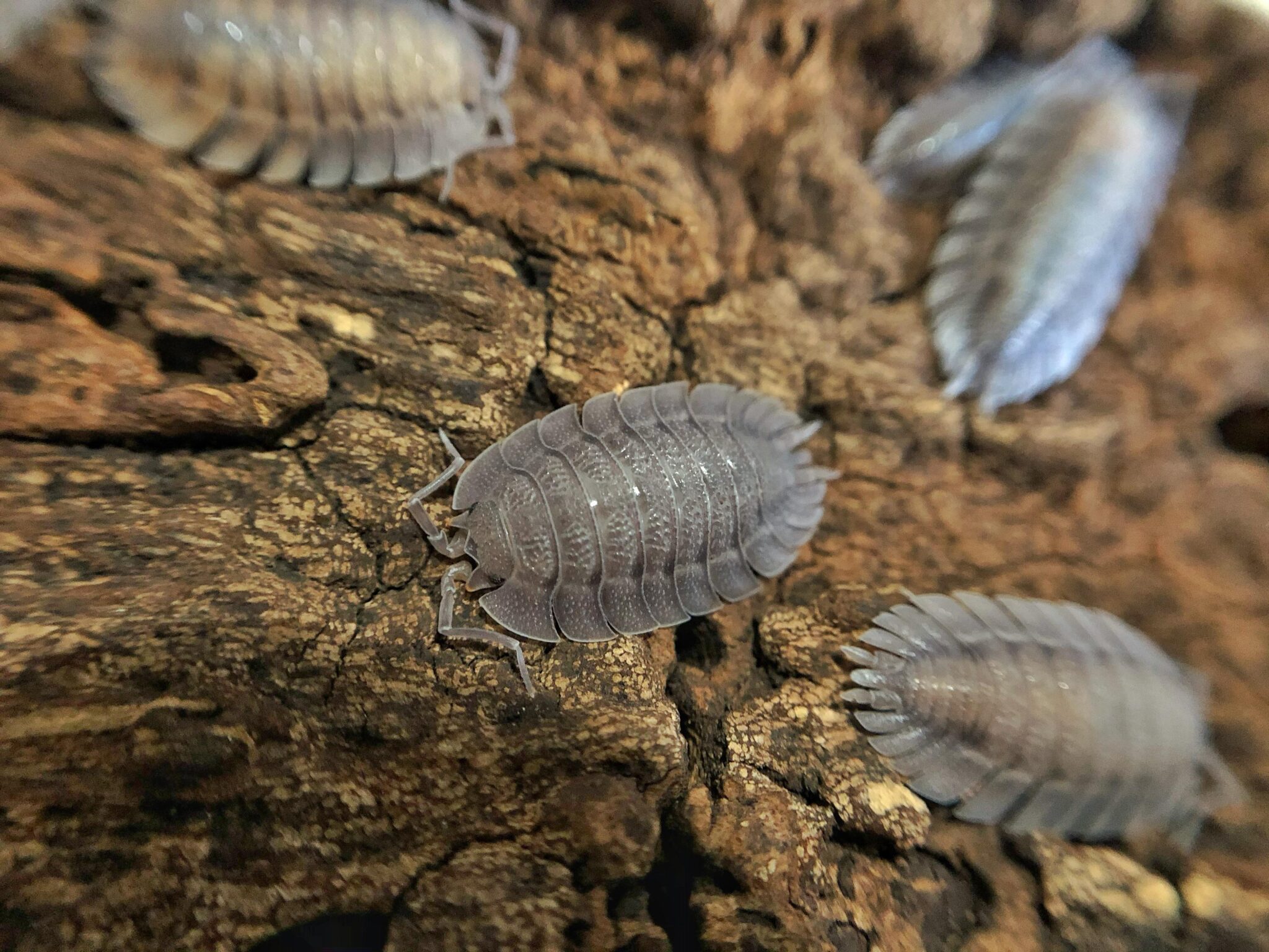 LIVING FOSSILS! 99% OF ALL ORGANISMS FOUND AS FOSSILS ARE STILL ALIVE ...