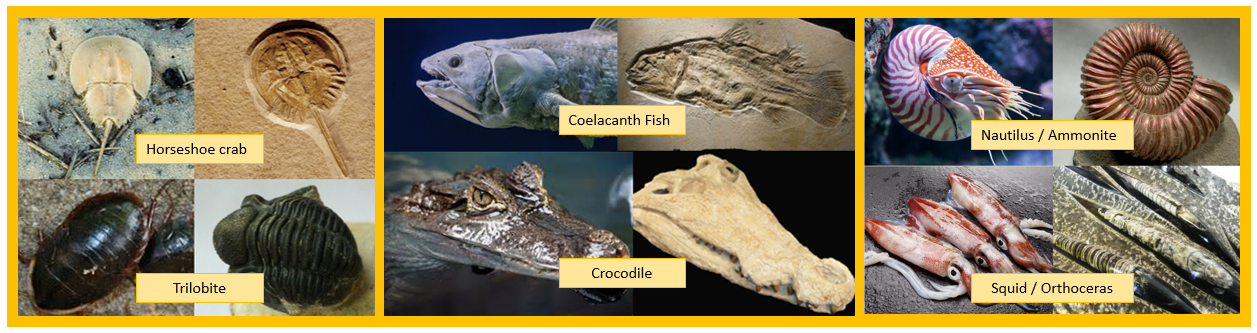 LIVING FOSSILS! 99% OF ALL ORGANISMS FOUND AS FOSSILS ARE STILL ALIVE ...