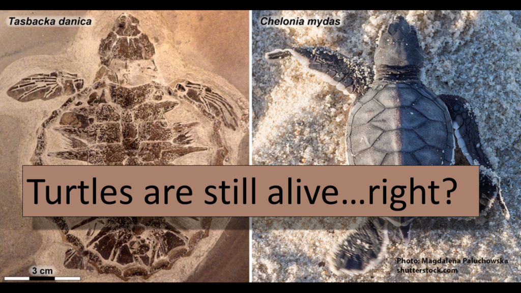 LIVING FOSSILS! 99% OF ALL ORGANISMS FOUND AS FOSSILS ARE STILL ALIVE ...