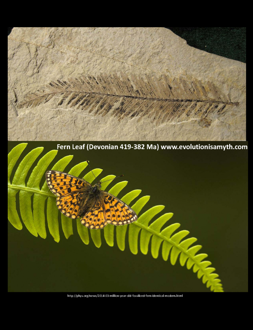 LIVING FOSSILS! 99% OF ALL ORGANISMS FOUND AS FOSSILS ARE STILL ALIVE ...