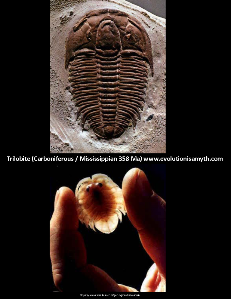 LIVING FOSSILS! 99% OF ALL ORGANISMS FOUND AS FOSSILS ARE STILL ALIVE ...