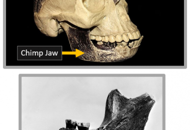 Home – Evolution is a Myth