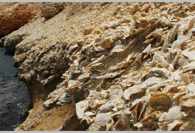 Home – Evolution is a Myth