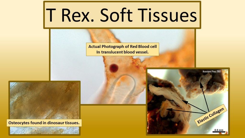 Dinosaur Soft Tissue – Evolution is a Myth