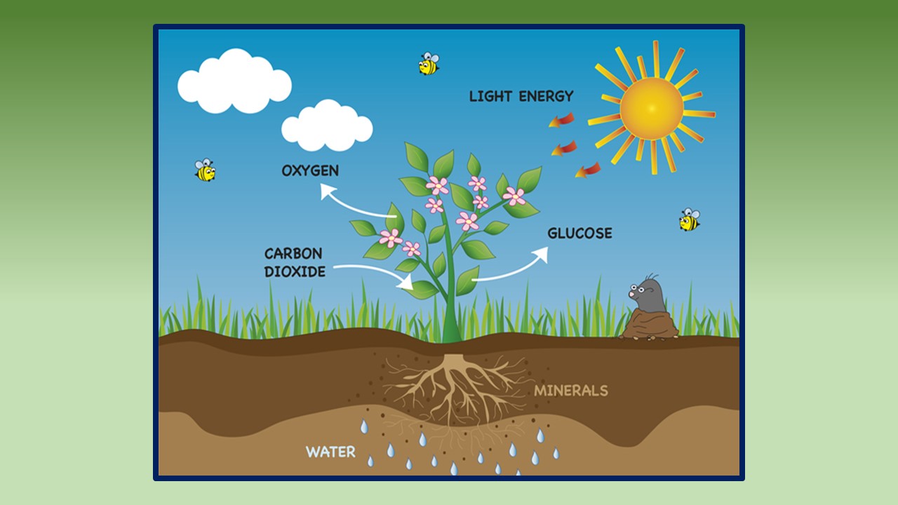 SYMBIOTIC RELATIONSHIPS CHALLENGE EVOLUTION – Evolution is a Myth