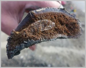 Dinosaur Soft Tissue – Evolution is a Myth