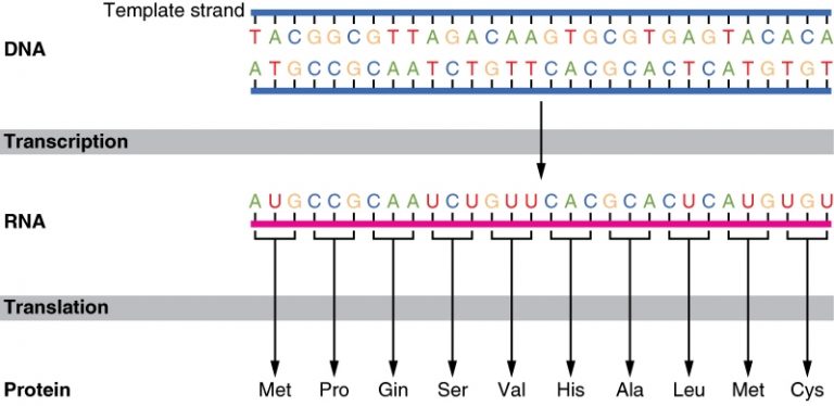 DNA USES AT LEAST 19 DIFFERENT CODING LANGUAGES – Evolution is a Myth