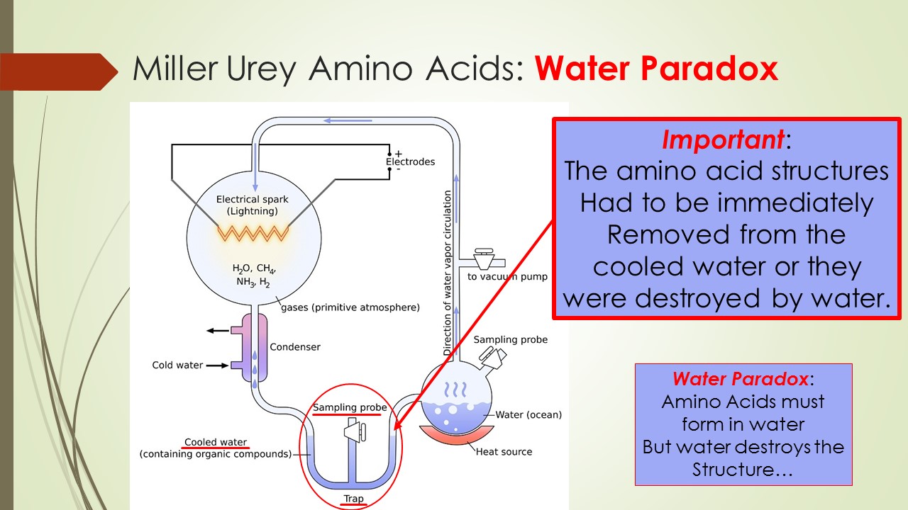 WATER PARADOX: WATER NEEDED FOR CELLS YET WATER DESTROYS LIVING THINGS ...