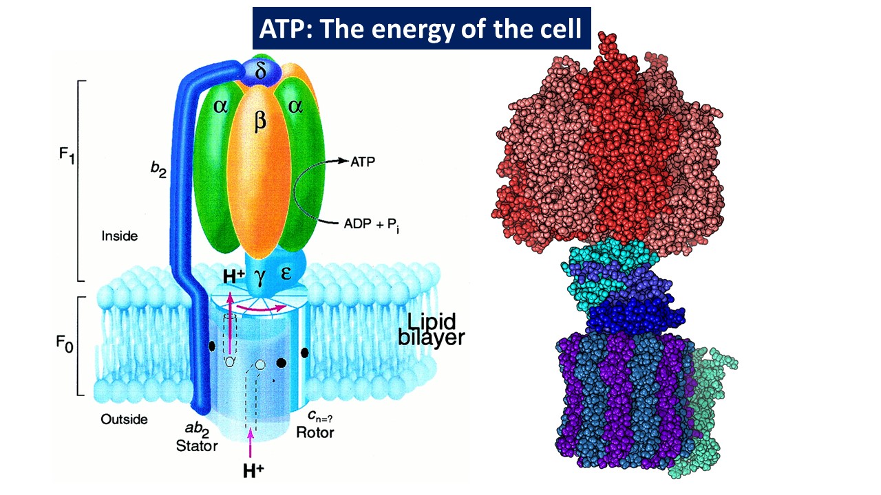 ATP & DNA PARADOX – Evolution is a Myth