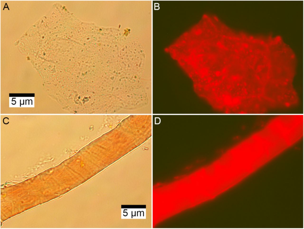 Dinosaur Soft Tissue – Evolution is a Myth
