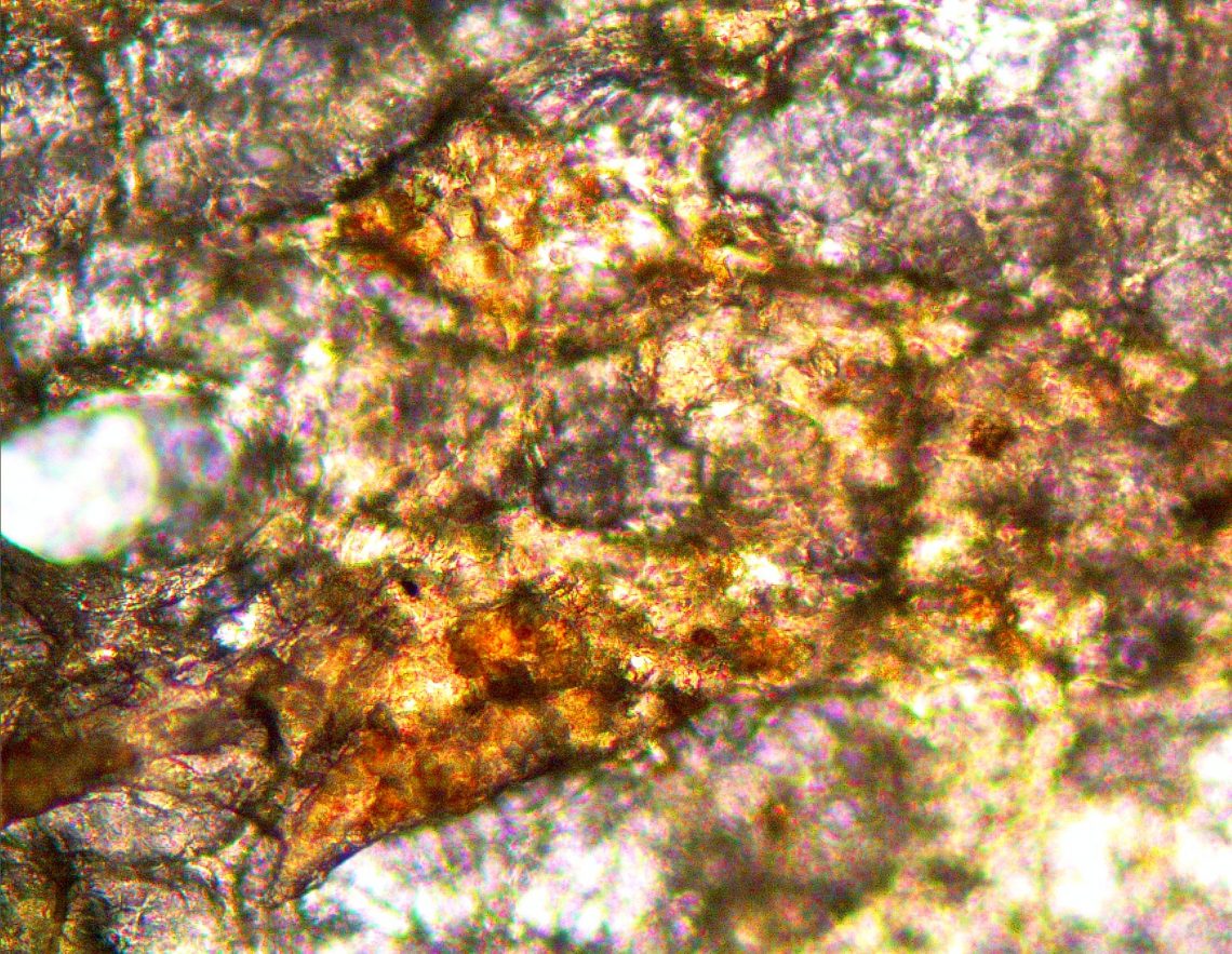 SOFT FLEXIBLE DINOSAUR TISSUES: ARE EVIDENCE OF THOUSANDS OF YEARS ...