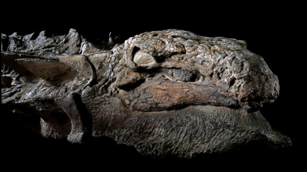 NODOSAUR DINOSAUR SKIN MATCHES ACCOUNTS OF DRAGONS – Evolution is a Myth