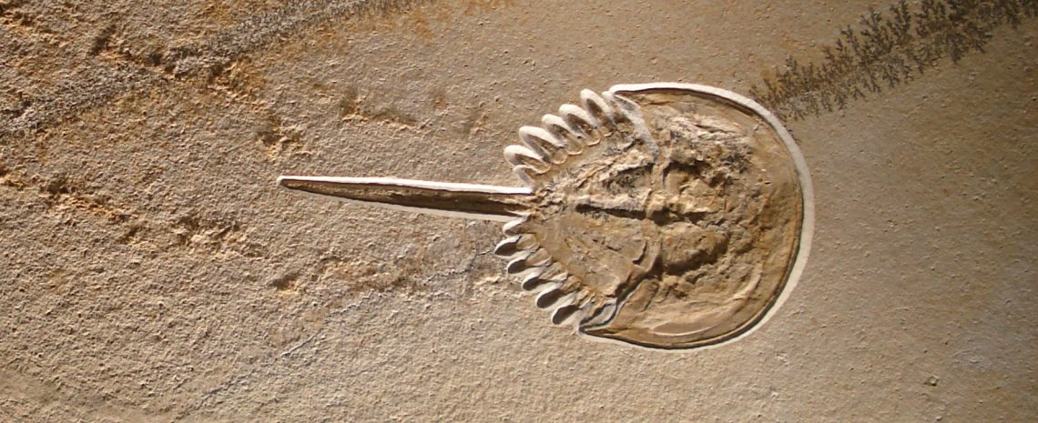 “ANCIENT” HORSESHOE CRAB REMAINS A MODERN-DAY SCIENTIFIC MARVEL ...