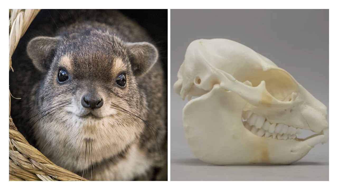 “DAWN HORSE” OF EVOLUTION ACTUALLY A HYRAX MAMMAL ALIVE TODAY ...