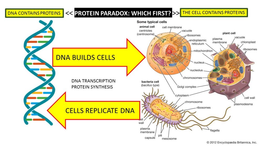 ORIGIN OF LIFE PROTEIN PARADOX – Evolution is a Myth