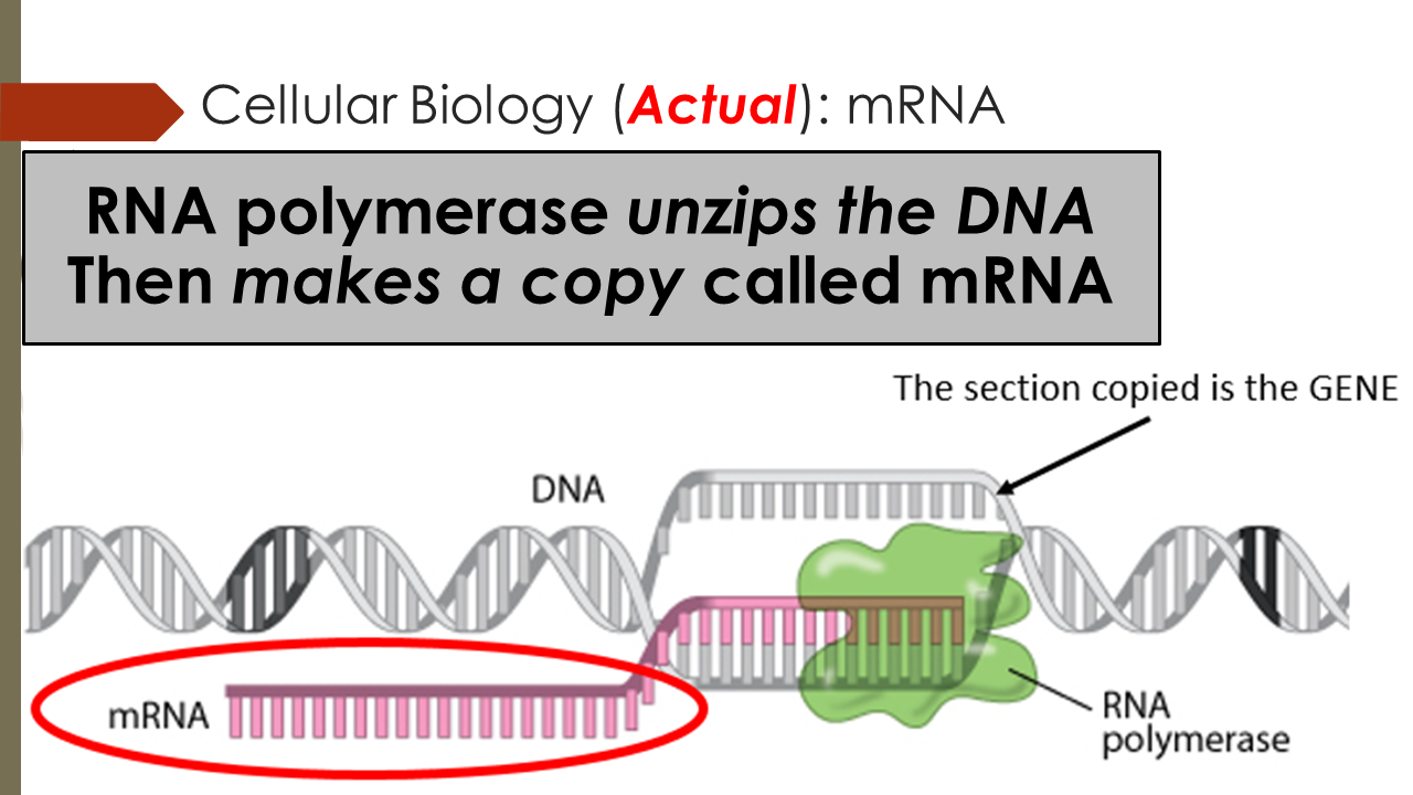 ONLY THE LIVING CELL MANUFACTURES PROTEIN CHAINS – Evolution is a Myth