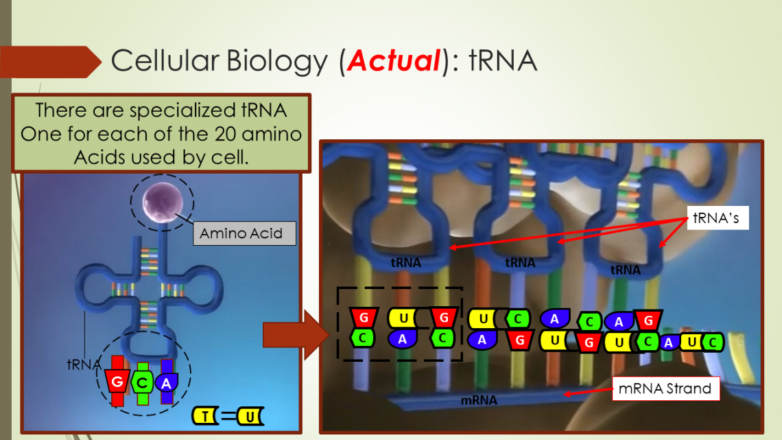 ONLY THE LIVING CELL MANUFACTURES PROTEIN CHAINS – Evolution is a Myth