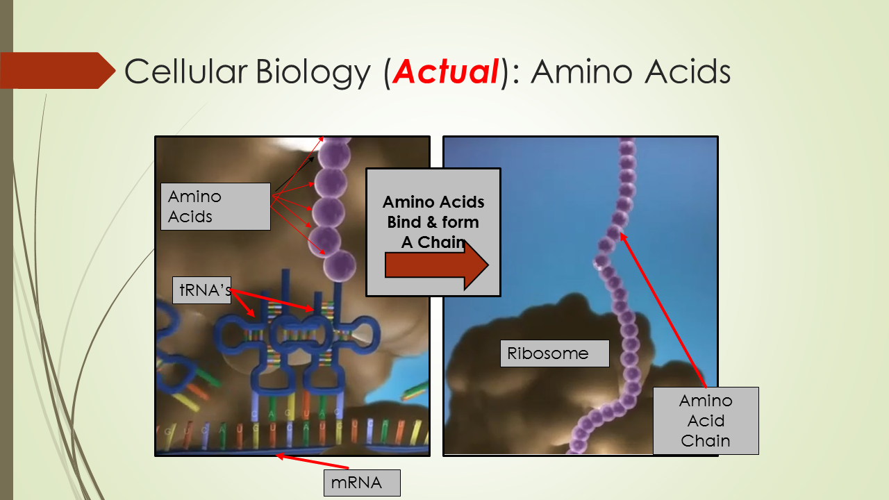 ONLY THE LIVING CELL MANUFACTURES PROTEIN CHAINS – Evolution is a Myth