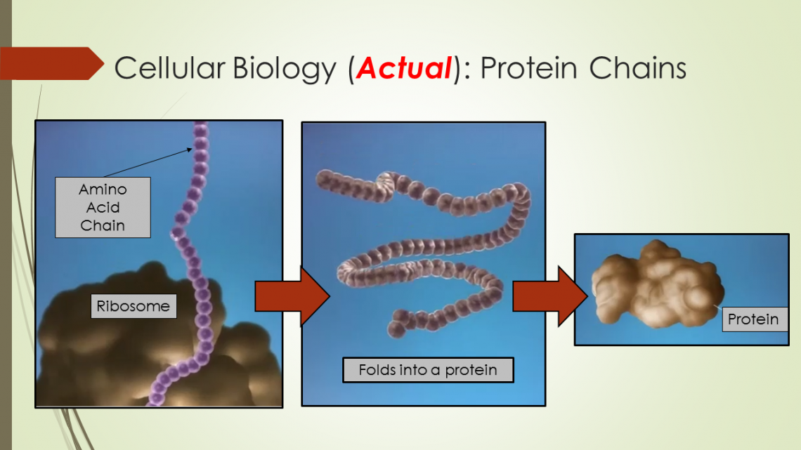 ONLY THE LIVING CELL MANUFACTURES PROTEIN CHAINS – Evolution is a Myth