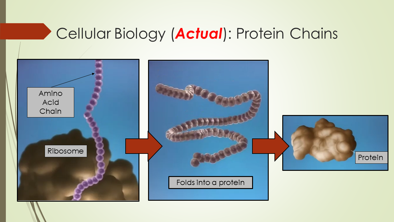 ONLY THE LIVING CELL MANUFACTURES PROTEIN CHAINS – Evolution is a Myth
