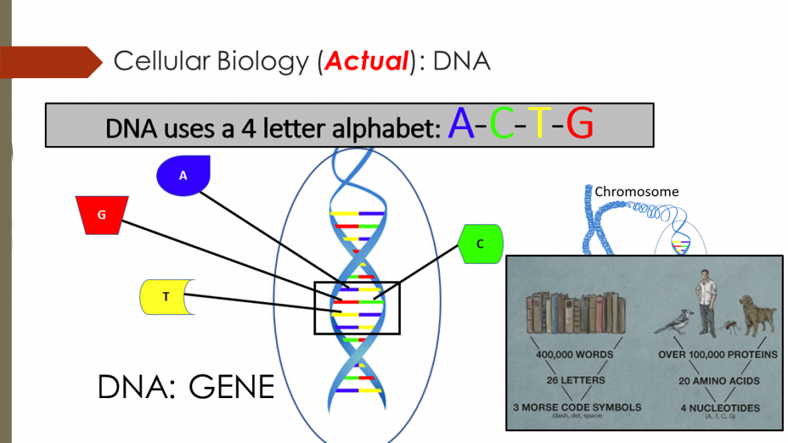 ONLY THE LIVING CELL MANUFACTURES PROTEIN CHAINS – Evolution is a Myth