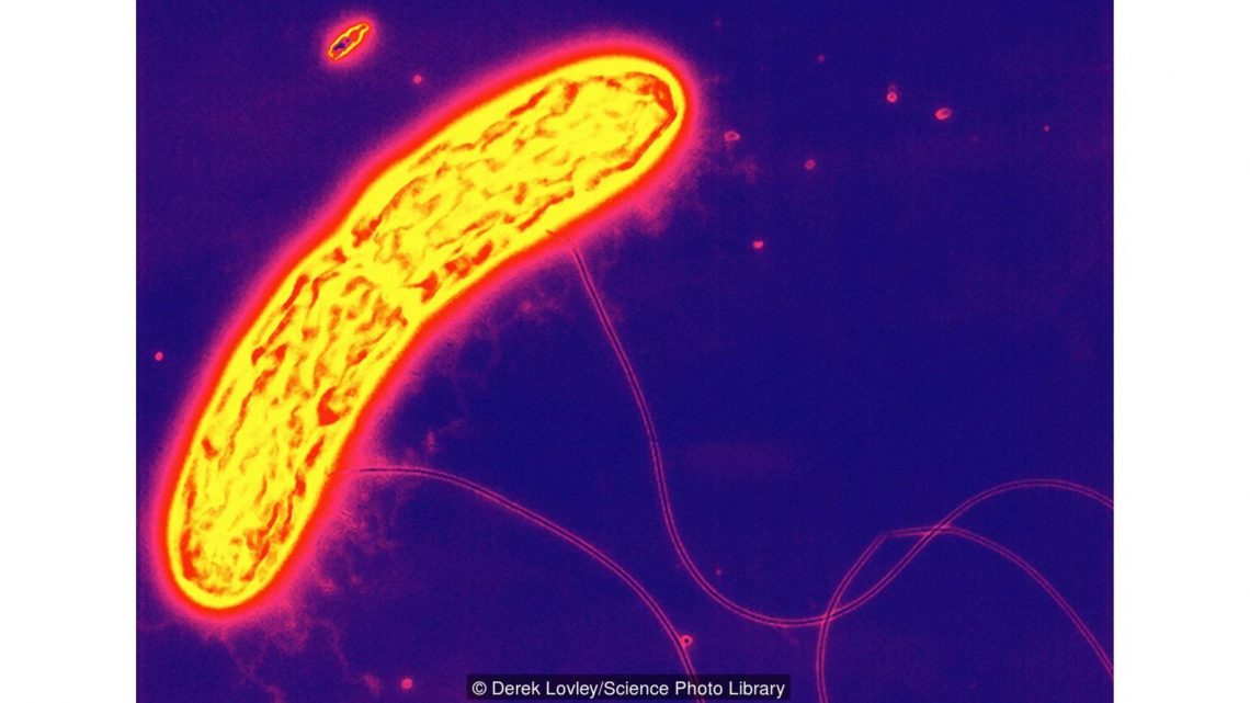DINOSAUR SOFT TISSUES ARE REALLY ONLY MODERN MICROBES? – Evolution is a ...