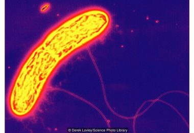 Dinosaur Soft Tissue – Evolution is a Myth