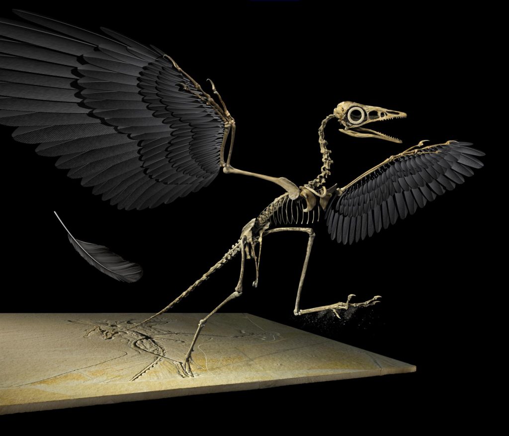 BIRDS EVOLVED FLIGHT MANY TIMES? – Evolution is a Myth