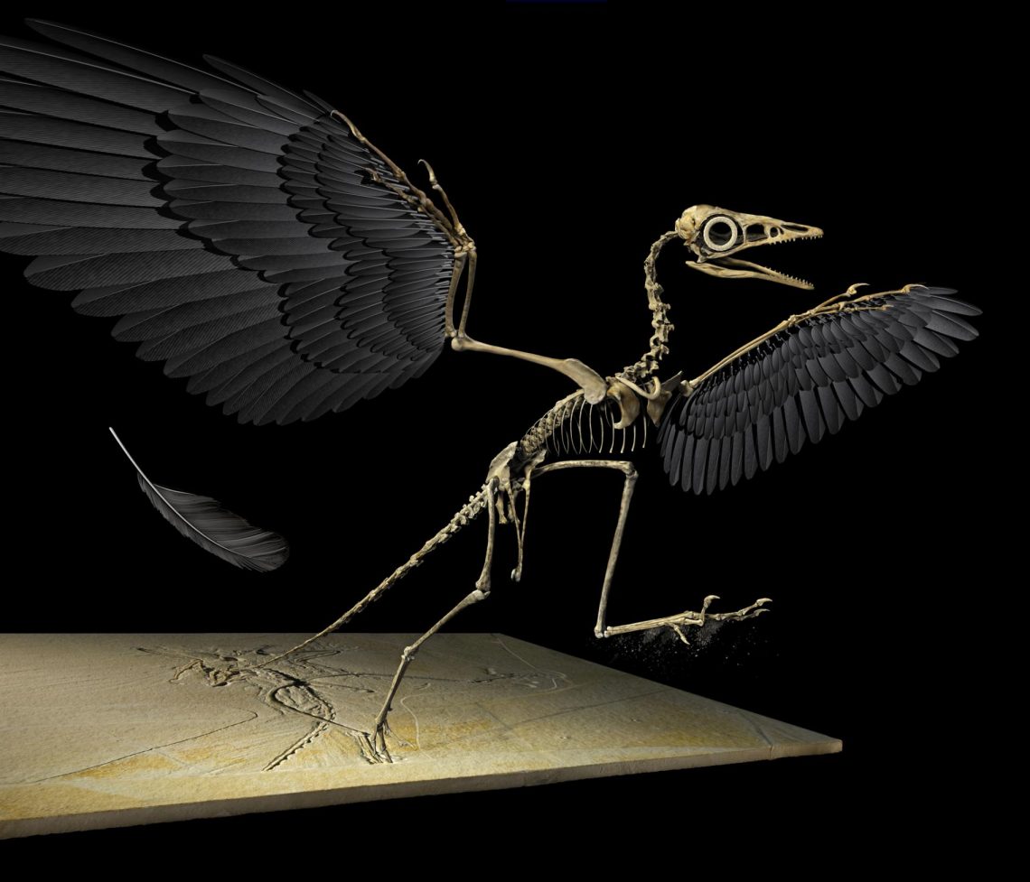 Geological – Evolution is a Myth