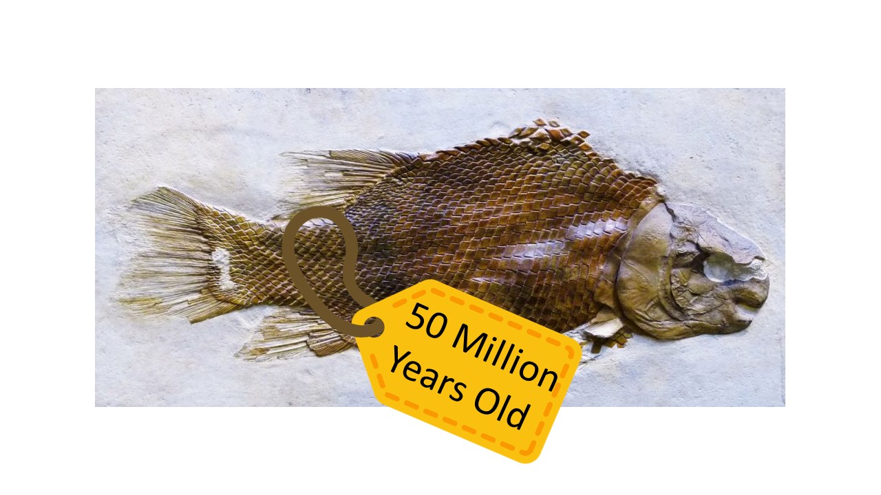 Dating Methods – Evolution is a Myth