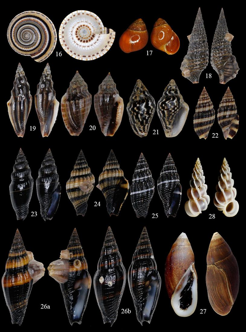 CAMBRIAN EXPLOSION REVEALS TRANSITIONAL FORMS ARE MISSING – Evolution ...