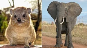 “DAWN HORSE” OF EVOLUTION ACTUALLY A HYRAX MAMMAL ALIVE TODAY ...